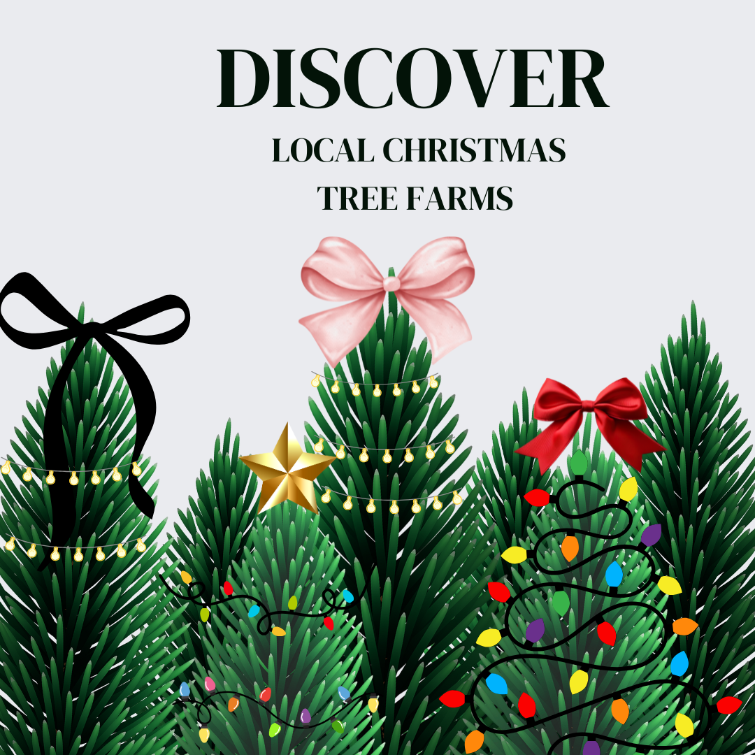 Discover the Best Christmas Tree Farms Near Fredericksburg, Virginia ...