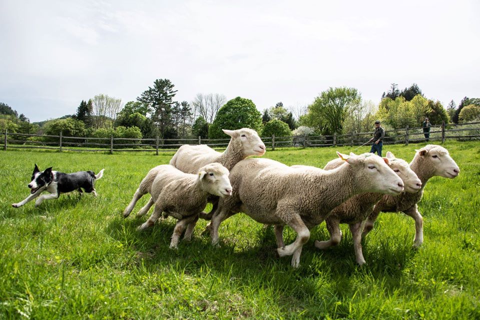 Virtual Sheep Shearing Herding With Billings Farm Museum Virtual Sheep Shearing Herding With Billings Farm Museum