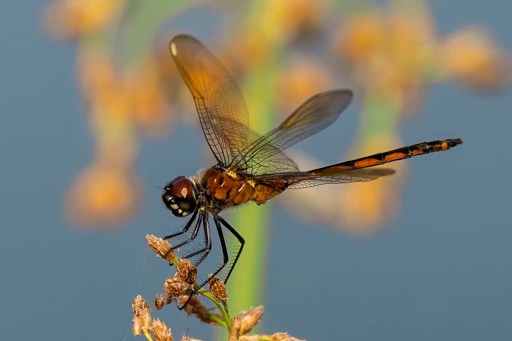 Dragonflies of Florida: Among the Most Primitive, Beneficial, and Beautiful Insects | Cape Coral ...