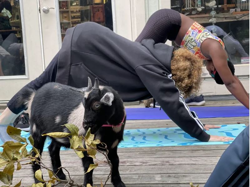Goat Yoga with GGA Dwarf Goat Yoga