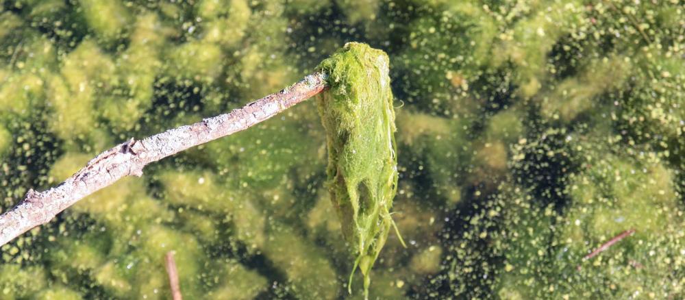 Researchers warn of harmful algae blooms in Lake Superior | Boreal ...