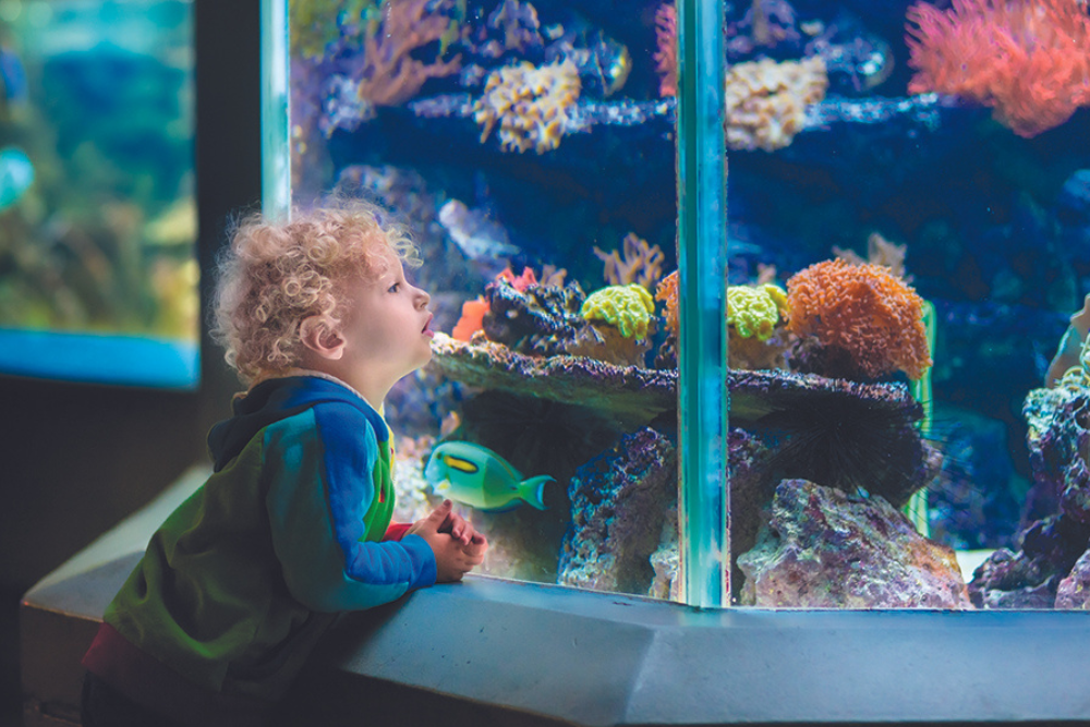Watching Fish Swim: The Joys and Benefits of Aquariums | Natural ...