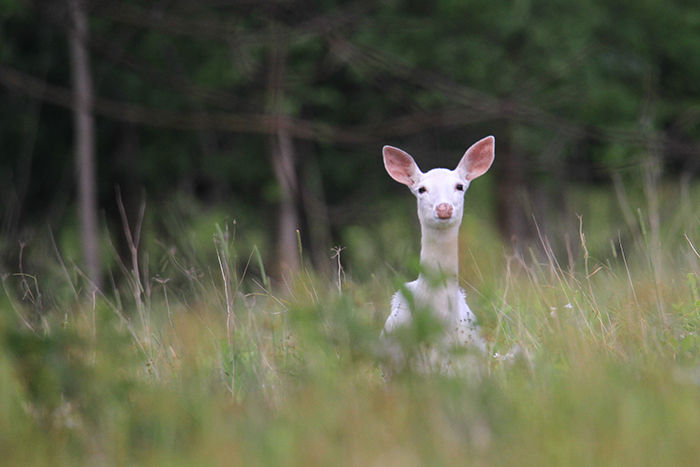 Delta Echo Echo Romeo | Mountain Home Magazine