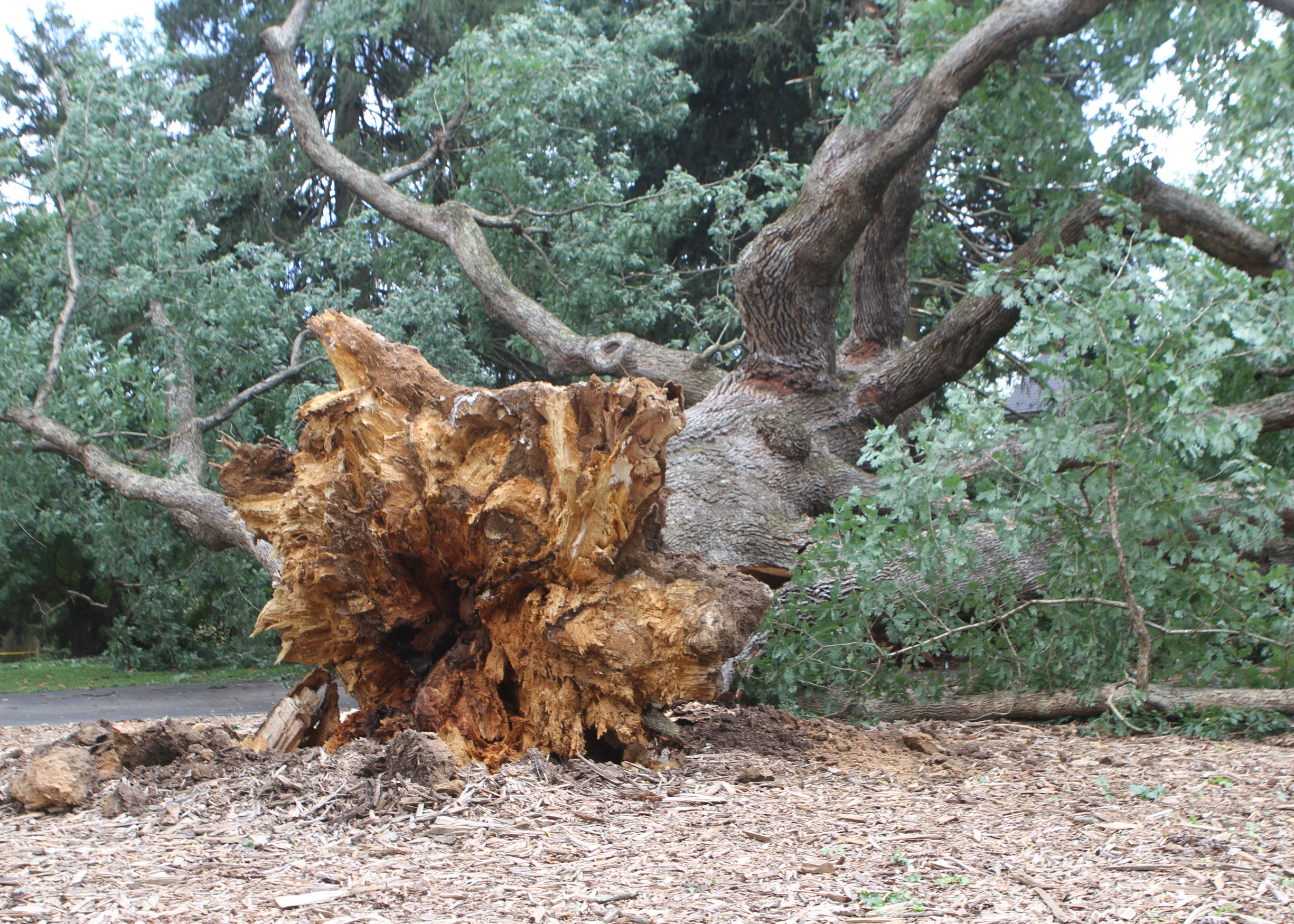 The mighty oak falls at London Grove Meeting | Chester County Press
