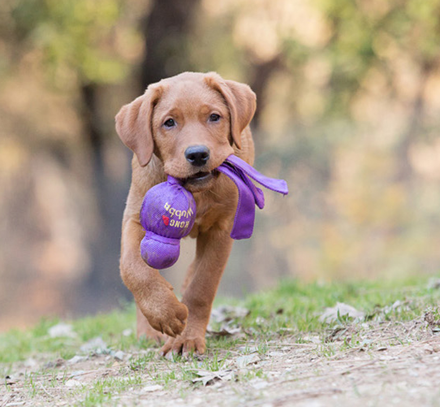 Sierra Dogs | Style Magazine