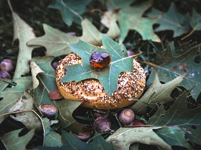 Thankful for the Acorn and the Native Bagel | Mountain Home Magazine