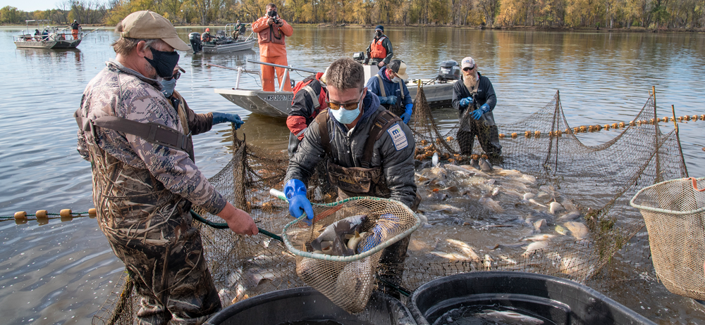 Minnesota and Wisconsin DNRs partner to capture 323 invasive carp ...