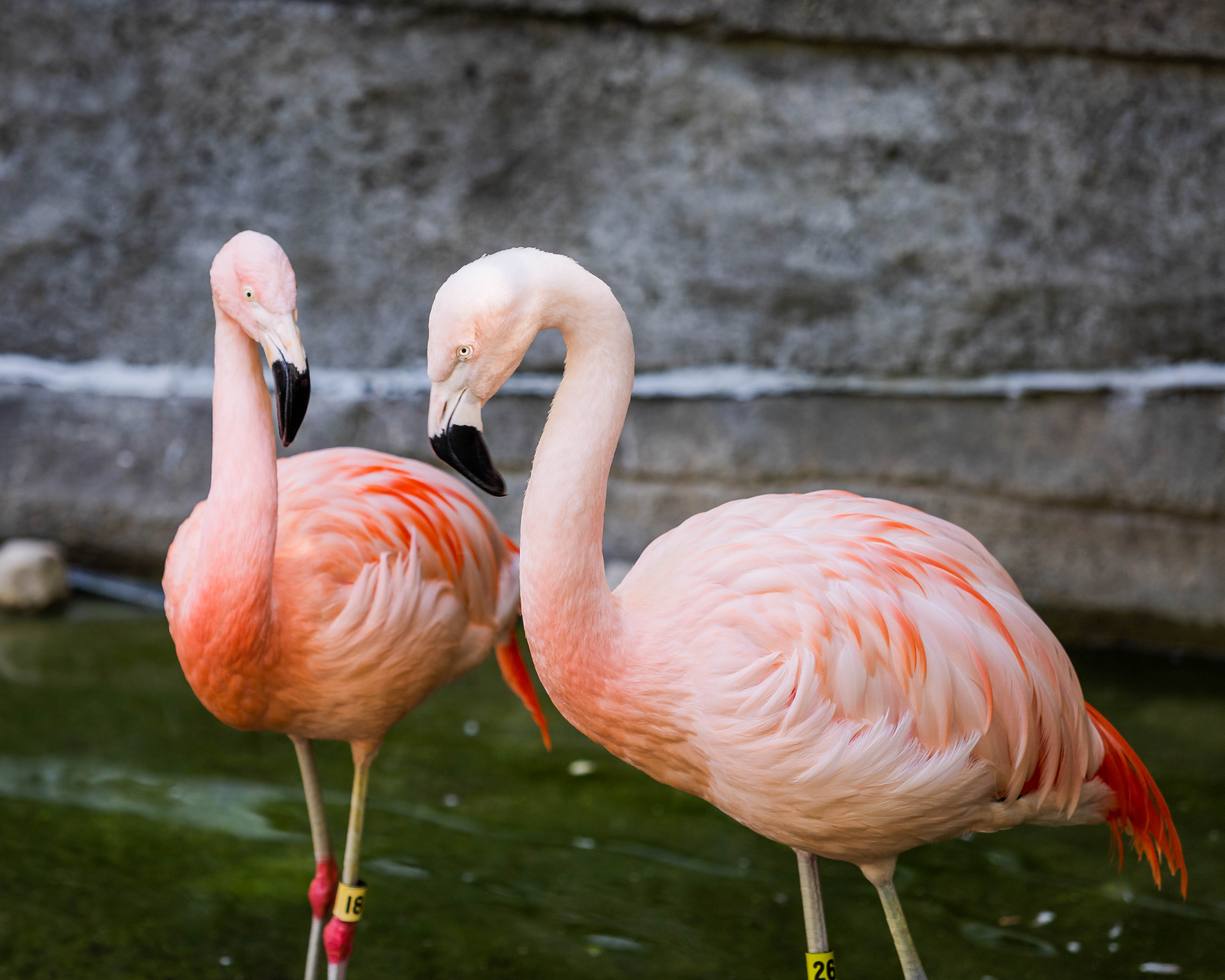Pink Flamingo Day
