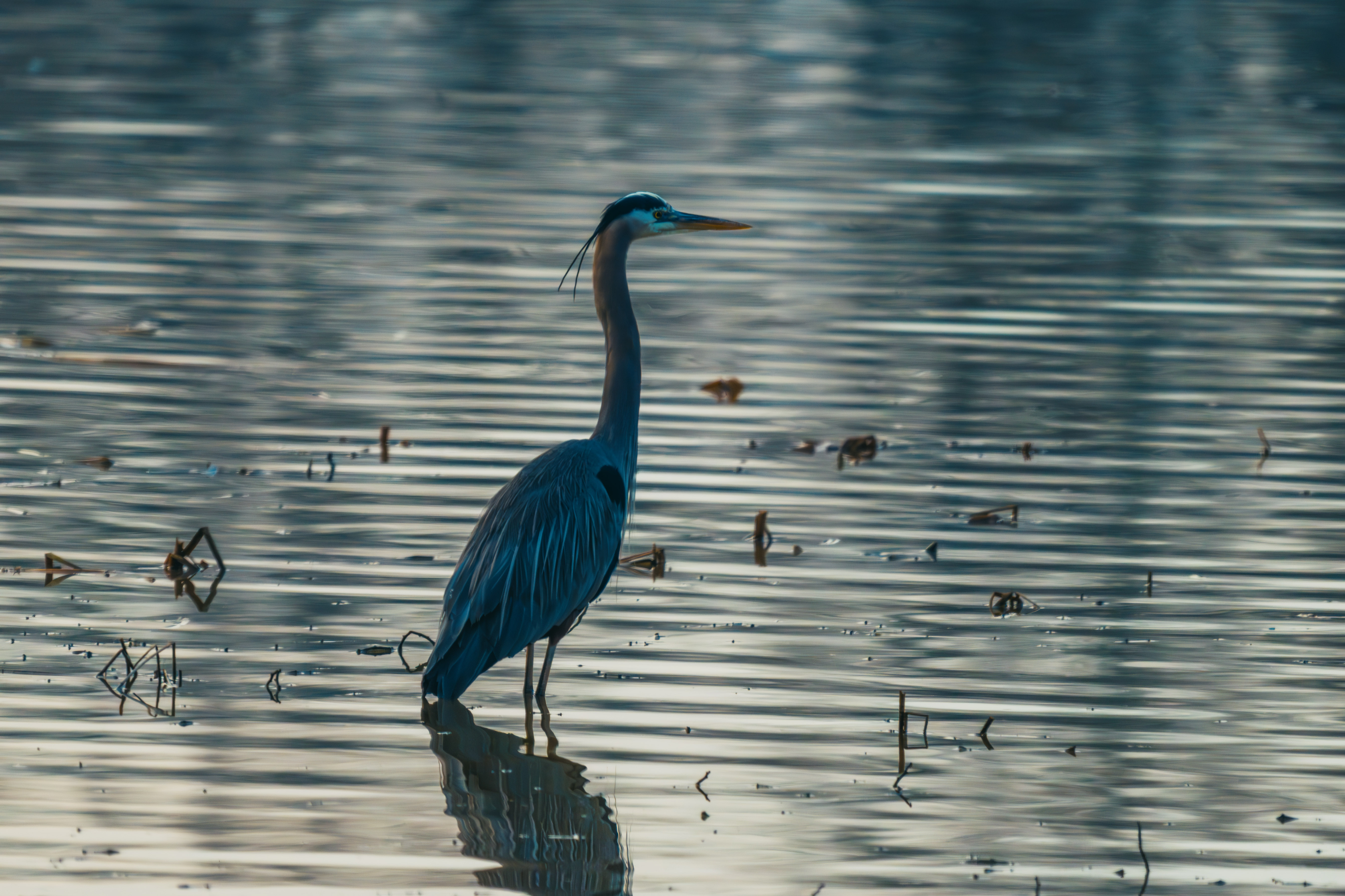 Middletown Life: Flight in the marshlands: The birds of the ...