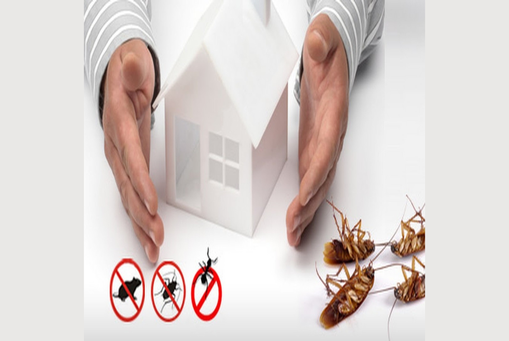Worse Bugs in Summer And What To Do | Natural Awakenings Dallas -Fort ...