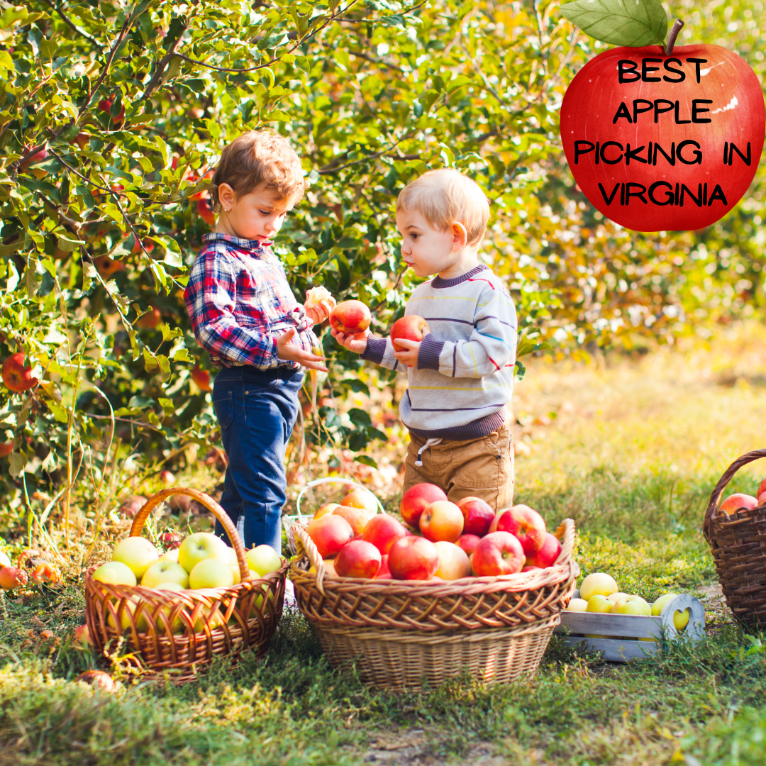 Apple Picking in Virginia: Where to Go for the Best Experience ...