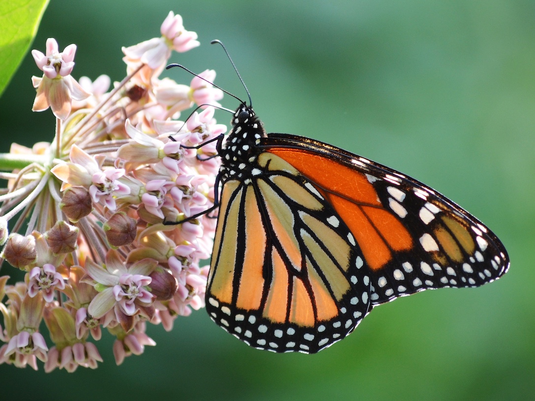 Bringing Back the Monarch Butterfly: How Milkweed and City Gardens Can ...