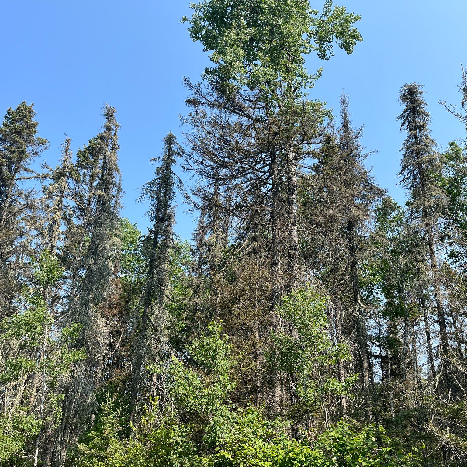 Spruce Budworm Impacts on NE MN Forests Increased in 2024, with Heavy ...