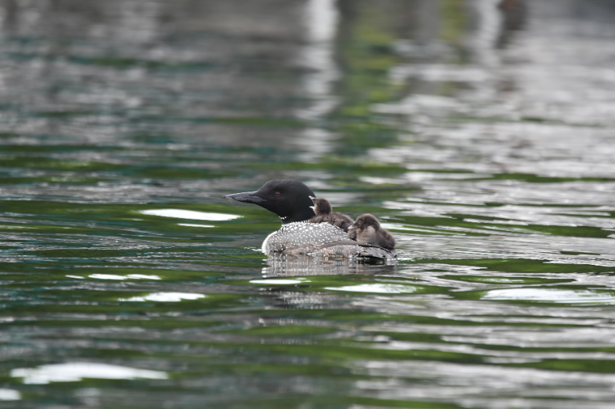 Take a deep dive into the life of a loon with the All About Loons ...
