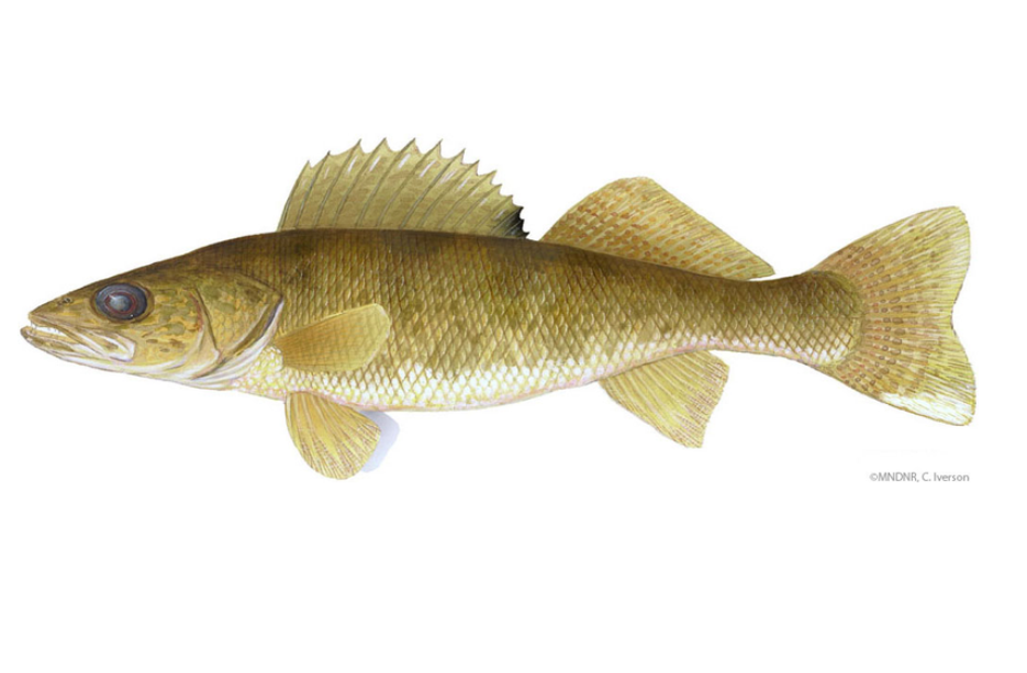 MN DNR proposes to reduce statewide daily walleye limit for first time ...