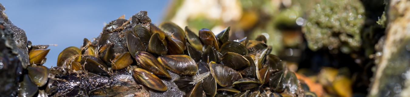 Sacramento County Proclaims Local Emergency in Response to Invasive ...