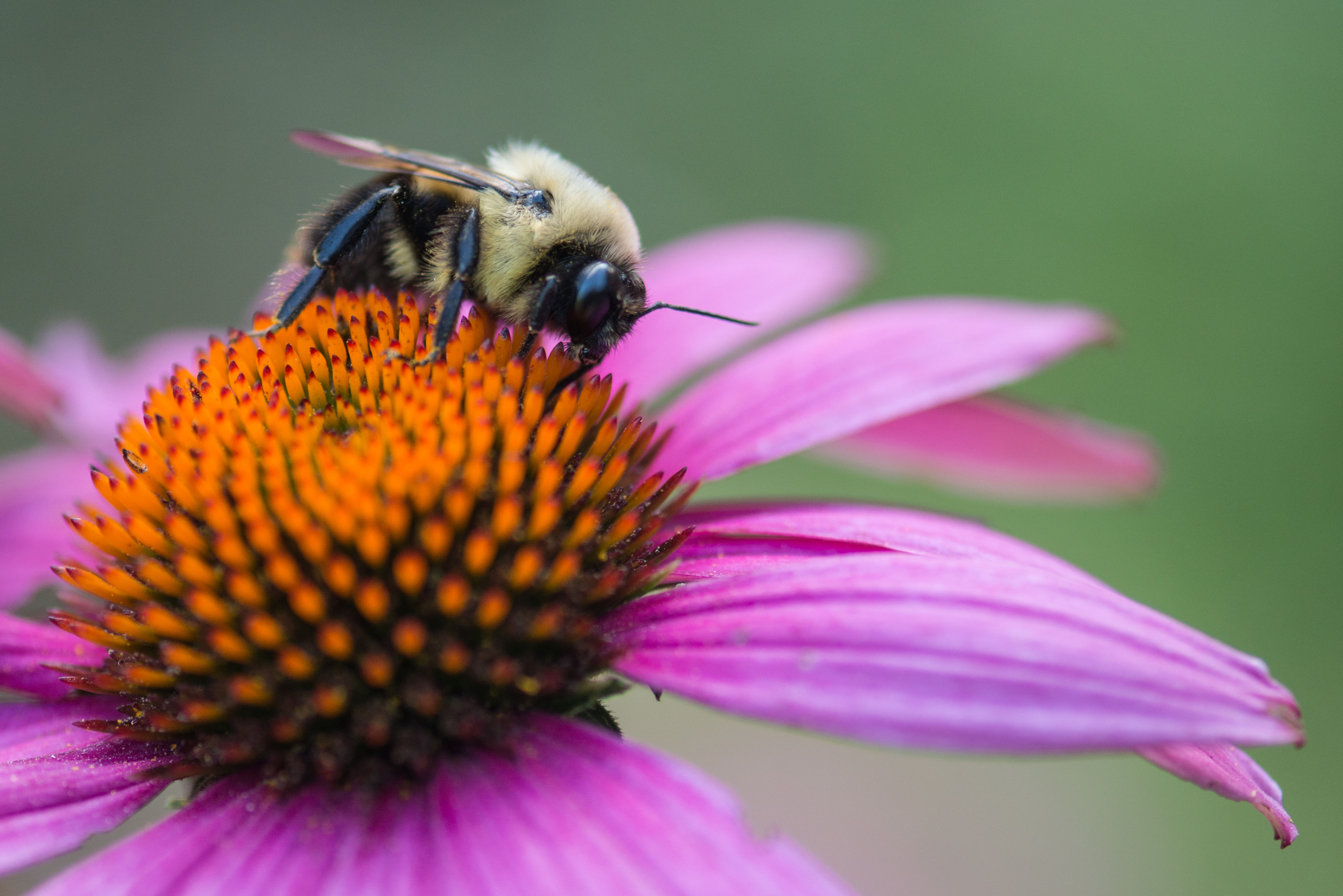 Conserving Native Bumble Bees