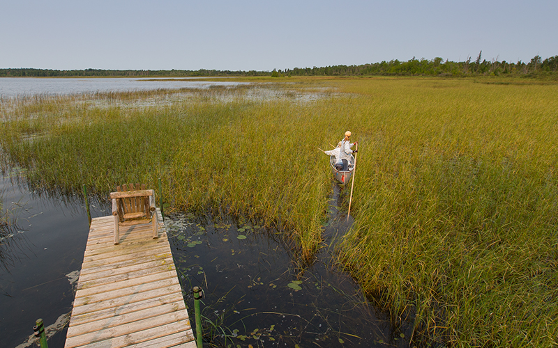 Ripe wild rice harvesting season opens in late August | Boreal ...