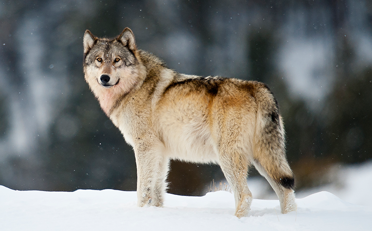 Bear hunters report abundance of wolf activity in Cook County | Boreal ...
