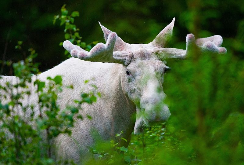 A couple spotted this rare moose in northern Ontario | Boreal Community ...