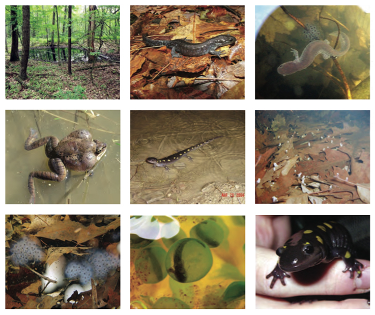 The Secret World of Vernal Pools | Mountain Home Magazine