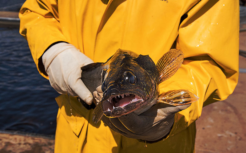 Fishing season has arrived! | Boreal Community Media