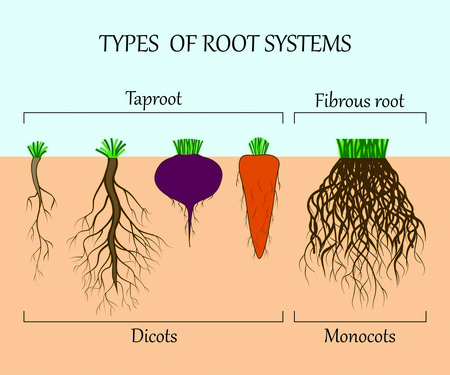 Getting to the Root of Plant Medicine | Natural Awakenings Metro ...