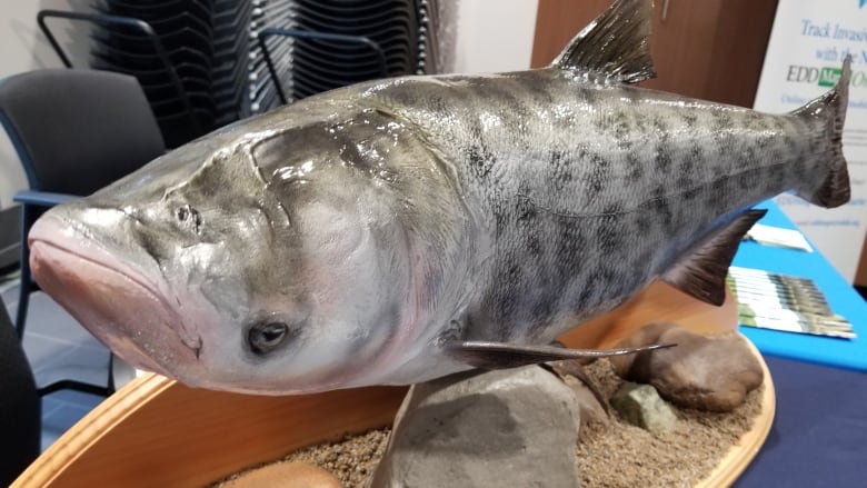 'We need everybody's help': Officials ask anglers to report Asian carp ...