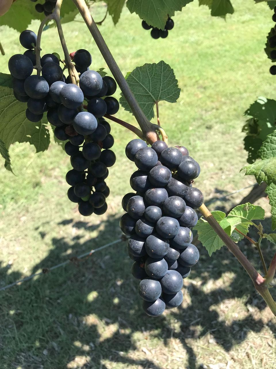 Low-Maintenance Grapevines for Edible Home Landscaping | Natural ...