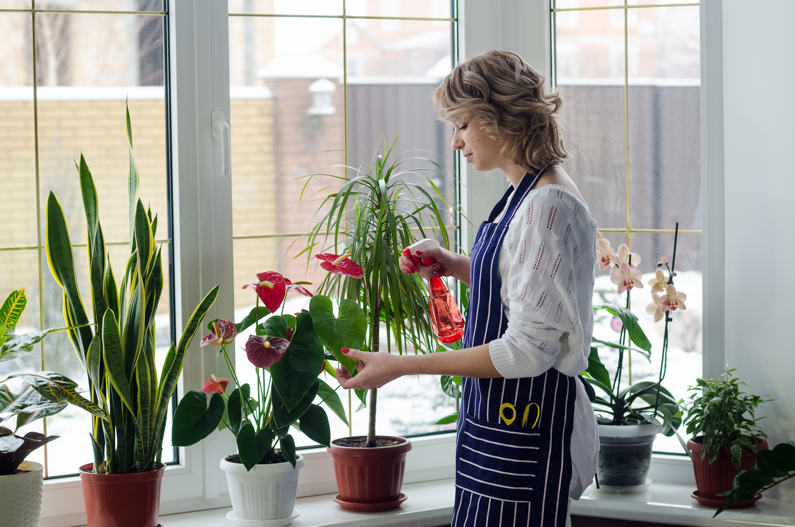 The Best Indoor Plants To Help Combat Seasonal Depression ...