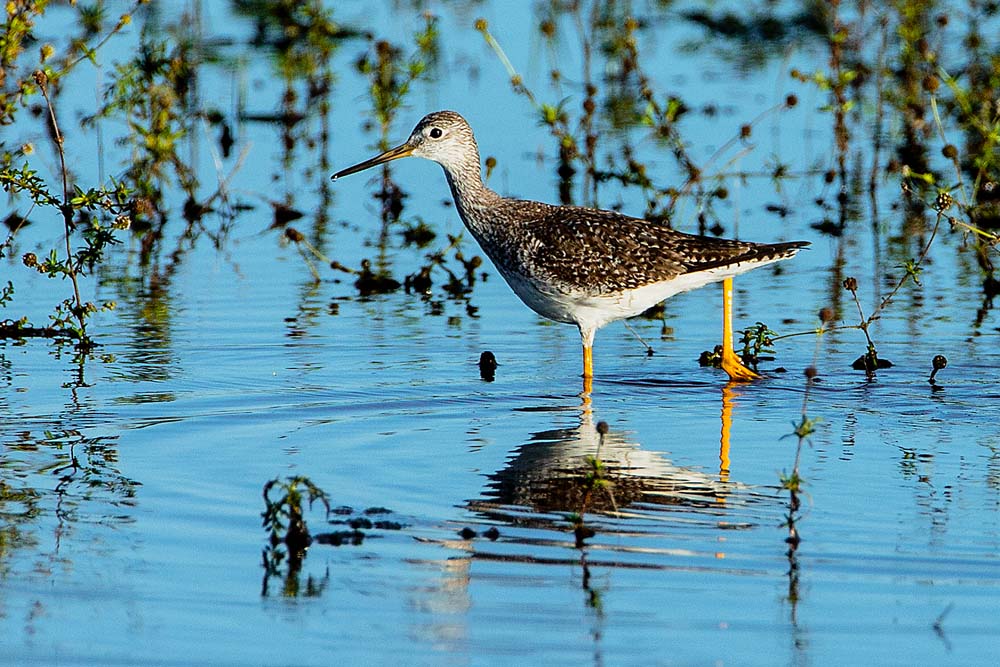 Sandpipers and Allies: Learn to discern among sandpiper species ...