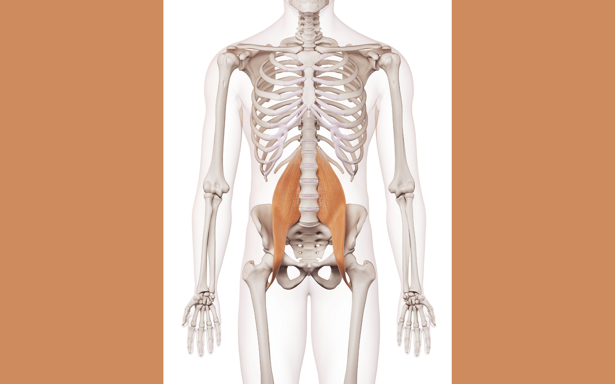 Yoga for a Healthy Psoas: Possibly the Second Most Important Muscle of ...