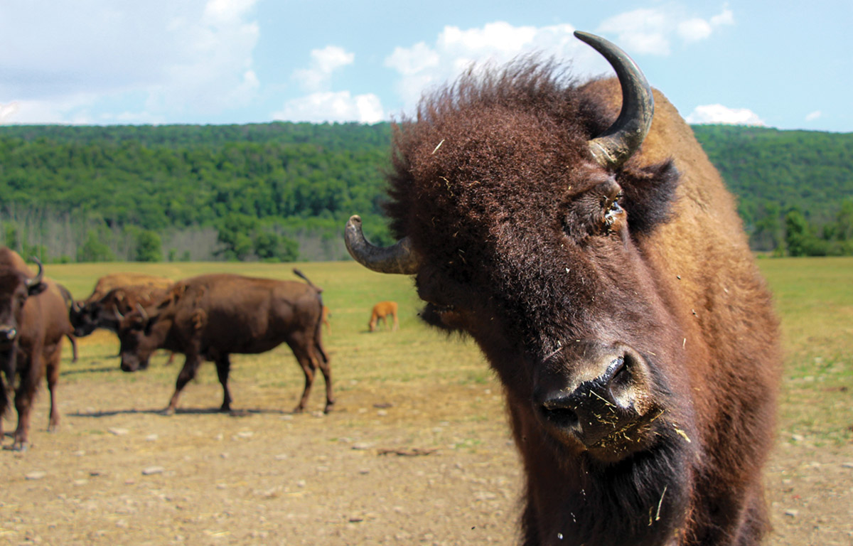 Where the Bison Roam | Mountain Home Magazine