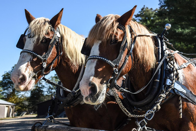 Draft Animal Day @ Billings Farm & Museum