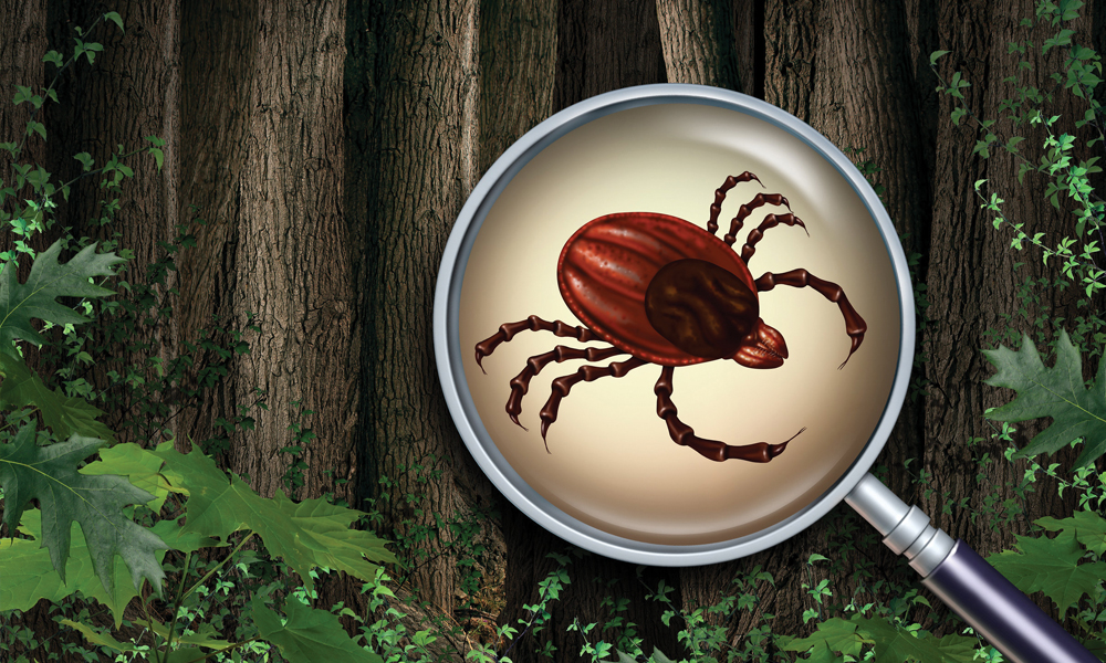 How to Keep Ticks Off Your Kids | Sonoma Family Life Magazine