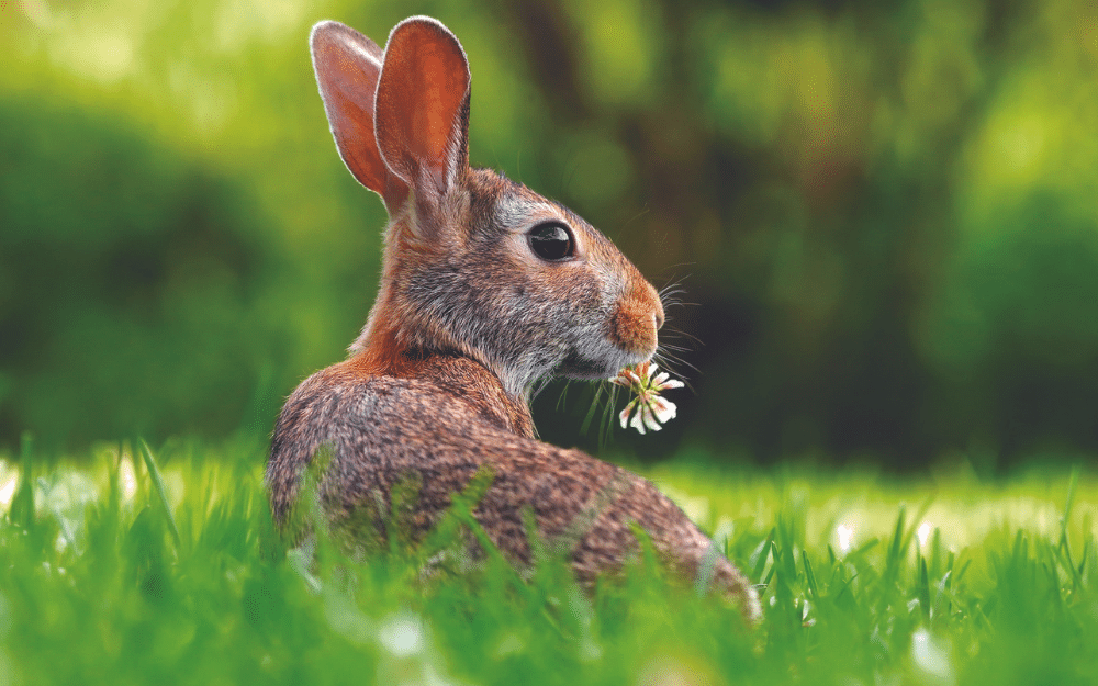 Glo Bunny and The Hawk | Natural Awakenings Atlanta