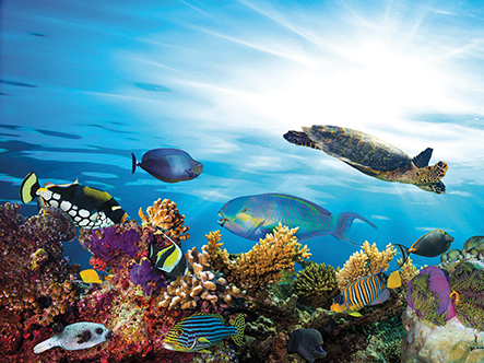 Rebuilding Coral Reefs With Sound | Natural Awakenings Tucson