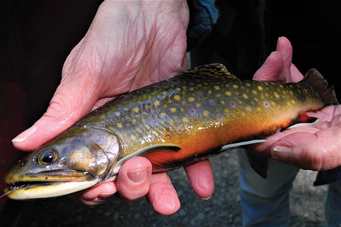 Baiting Brook Trout | Mountain Home Magazine