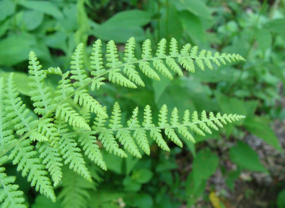 Native Ferns to Know and Grow