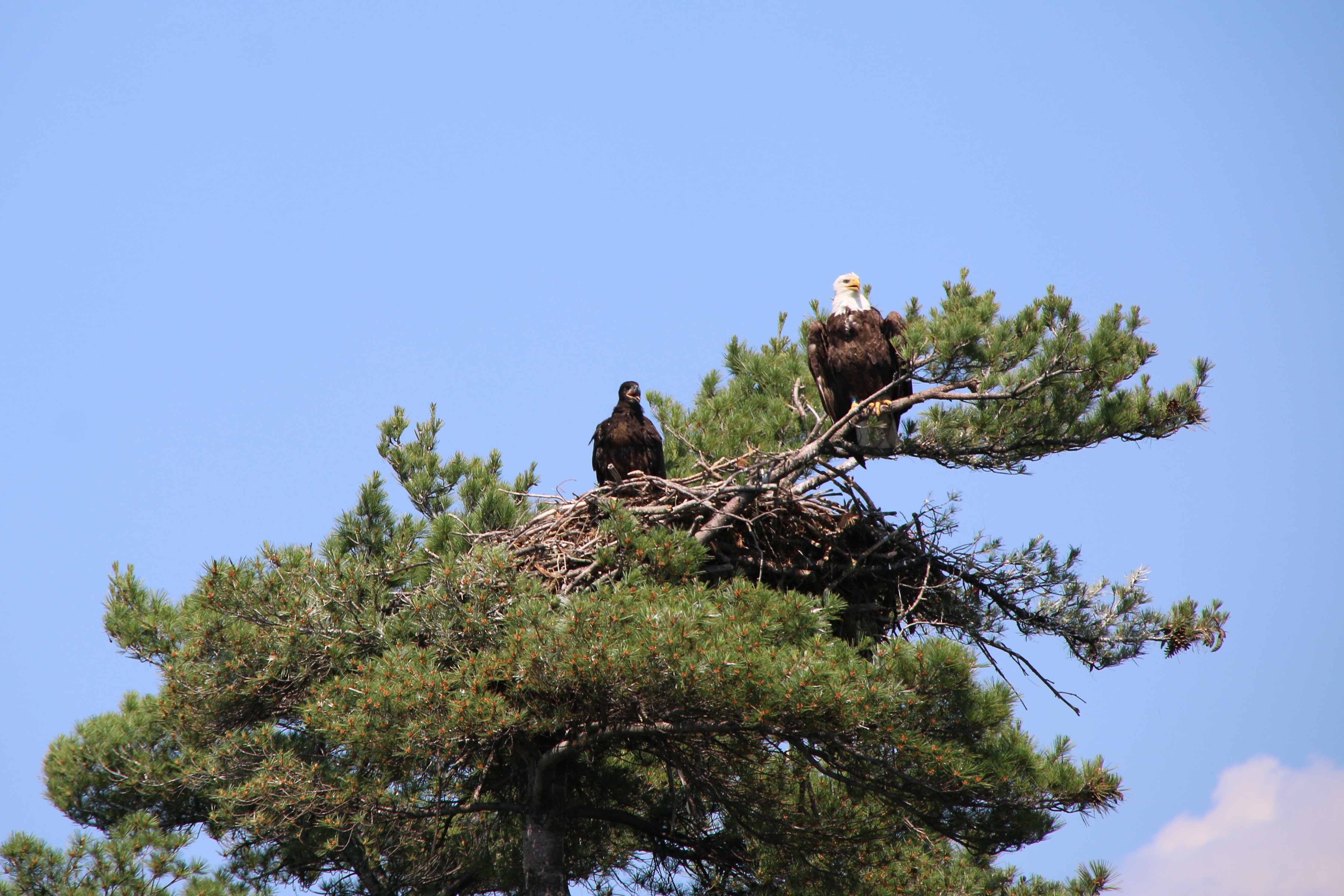 Bald eagle nesting areas protected in Voyageurs National Park | Boreal ...